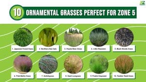 10 Ornamental Grasses Perfect for Zone 5 - A-Z Animals