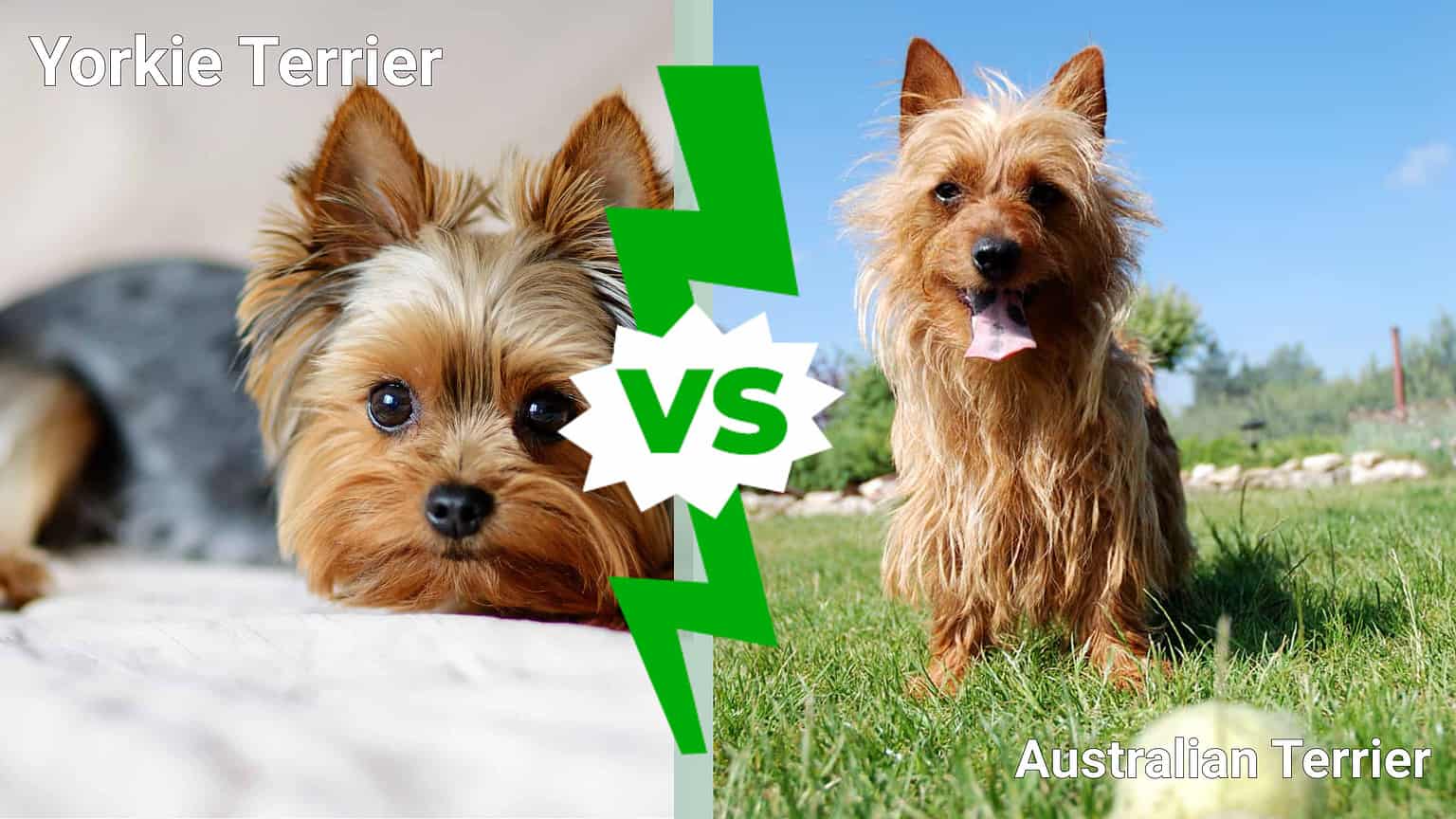 Australian Terrier vs. Yorkshire Terrier: 12 Key Differences - A-Z Animals
