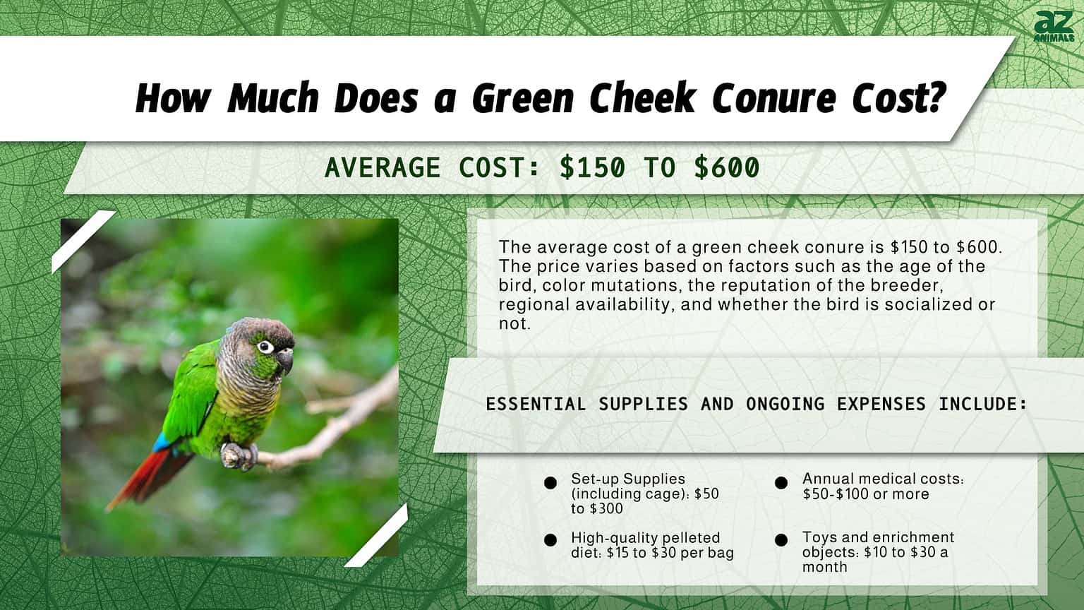 Green Cheek Conure Prices in 2024: Purchase Cost, Supplies, Food, and ...