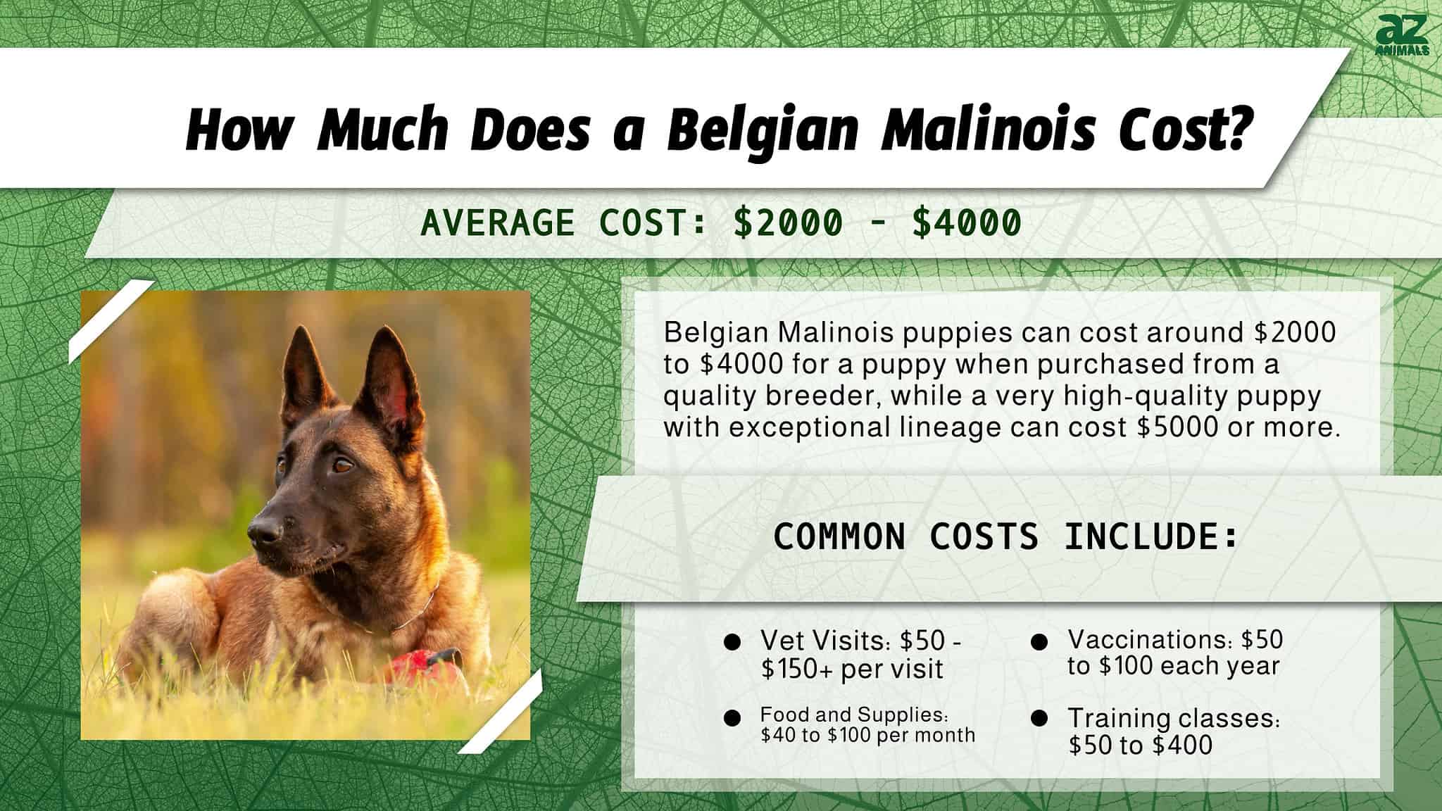 Belgian Malinois Prices in 2024: Purchase Cost, Training, Food, and ...