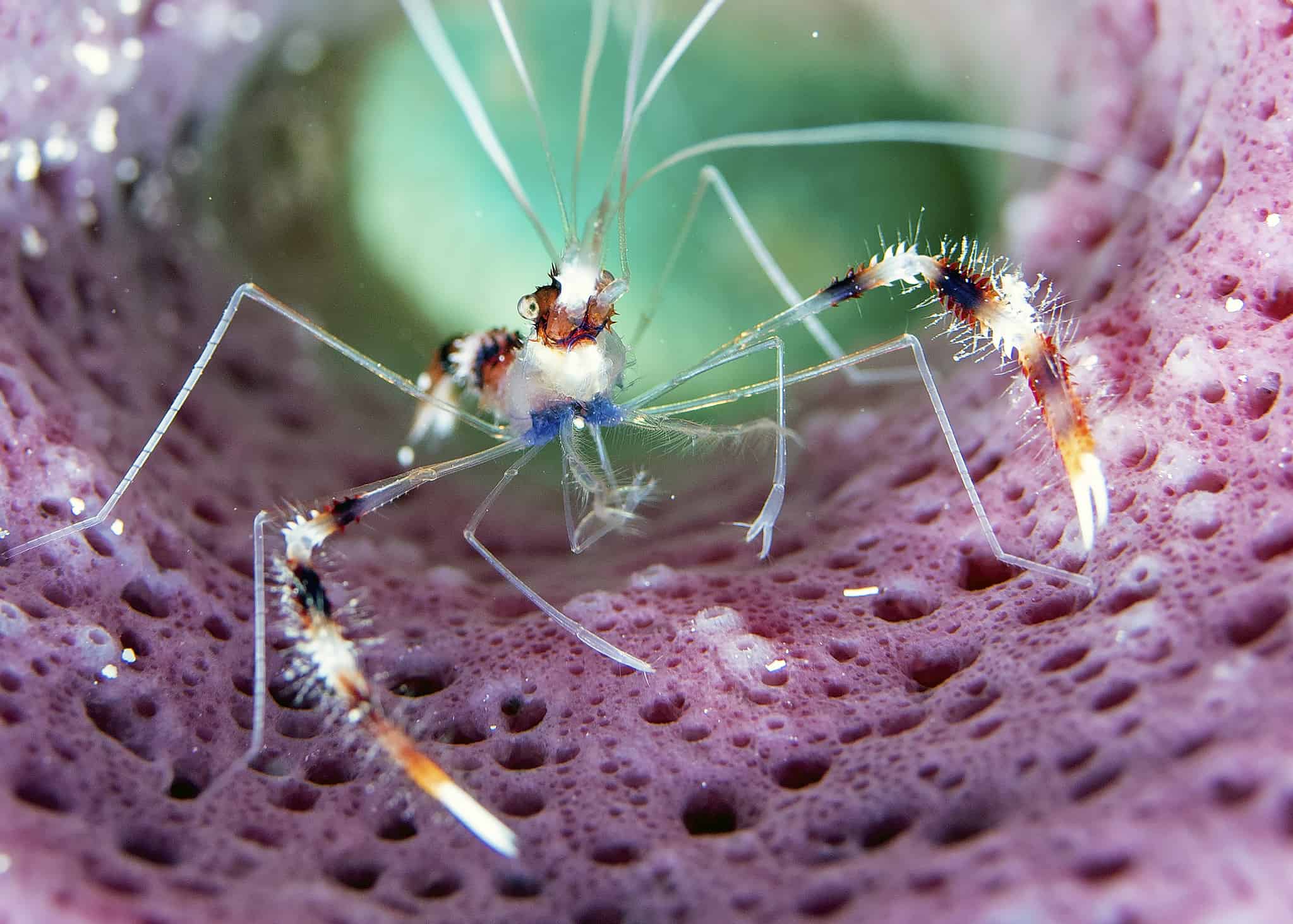 The 12 Best and Most Effective Algae-Eating Fish for Reef Tanks - A-Z ...