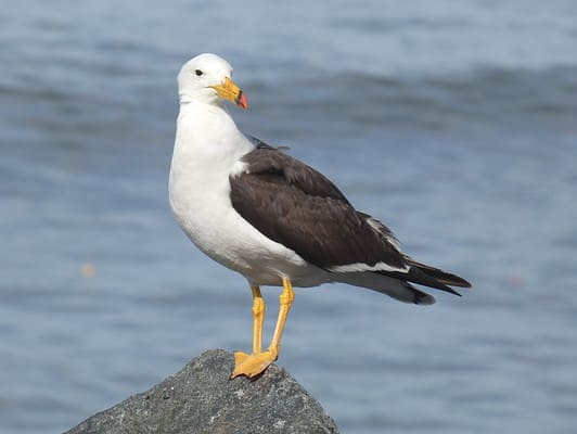 30 Birds with White Heads and How to Identify Each Kind - A-Z Animals