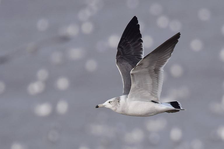 30 Birds with White Heads and How to Identify Each Kind - A-Z Animals