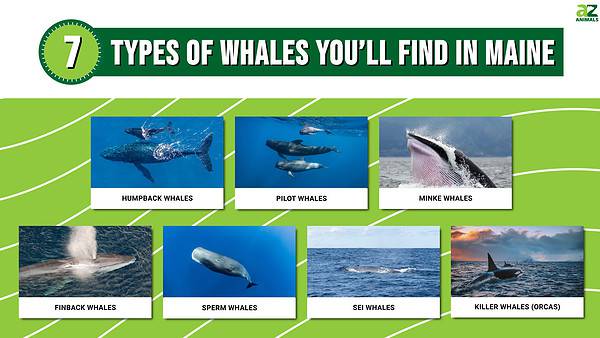 7 Types of Whales You'll Find in Maine (And the Best Time to See Each) - A-Z Animals