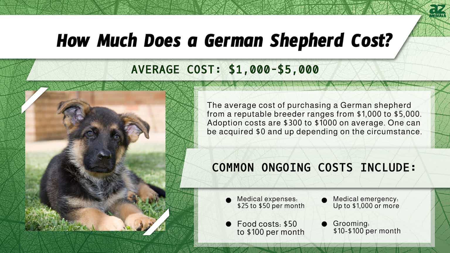German Shepherd Prices in 2024: Purchase Cost, Vet Bills, and More! - A ...