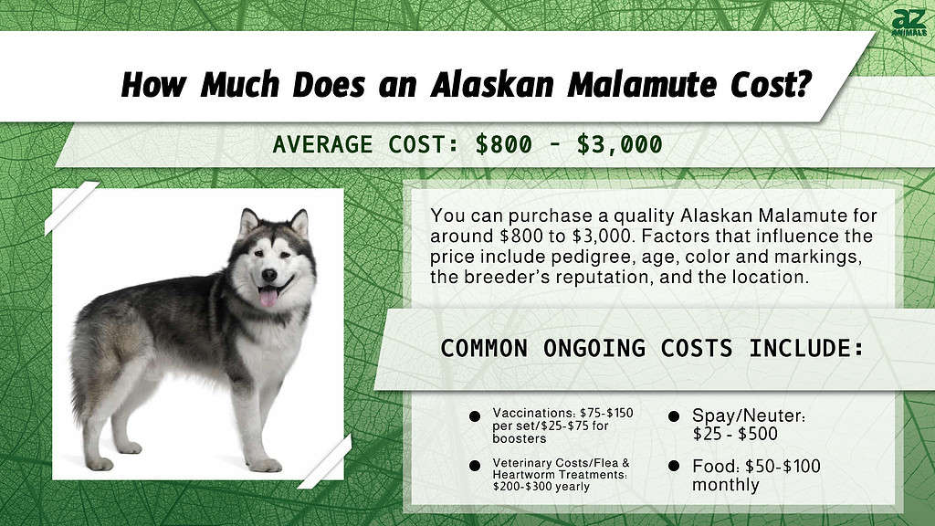 Alaskan Malamute Prices 2024: Purchase Cost, Vet Bills, and More! - A-Z Animals