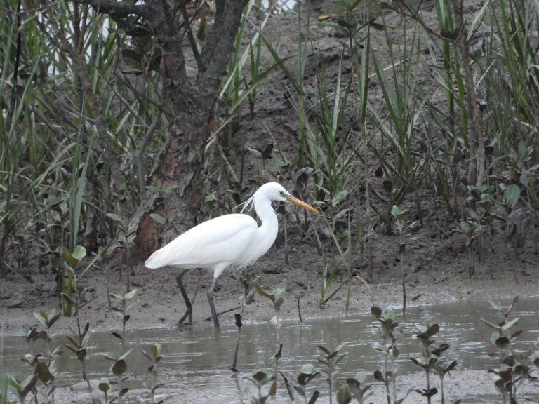 30 Birds with White Heads and How to Identify Each Kind - A-Z Animals
