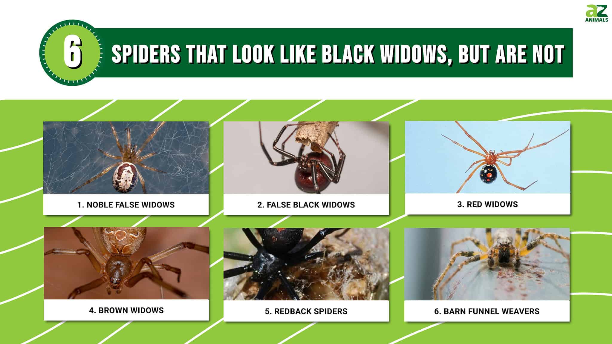 6 Spiders That Look Like Black Widows, But Are Not - A-Z Animals