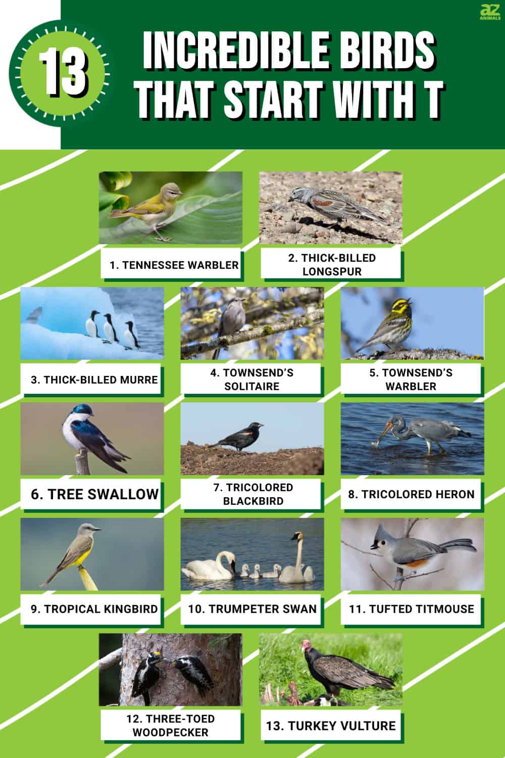 Discover 13 Incredible Birds That Start With T - A-Z Animals