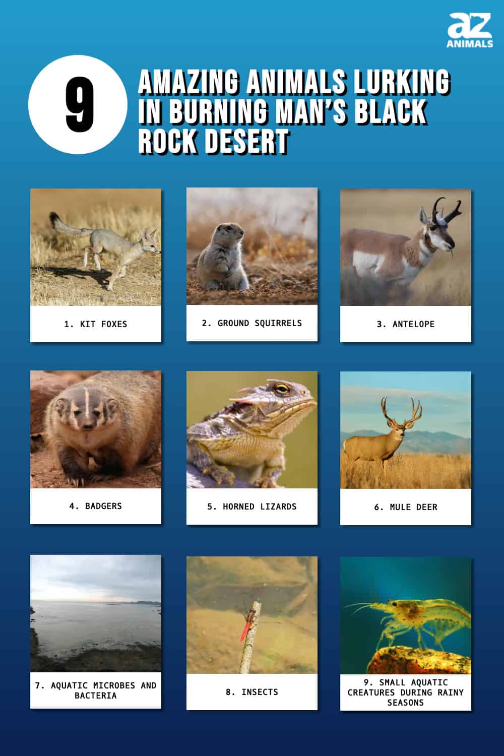 Discover 9 Amazing Animals Lurking in Burning Man's Black Rock Desert ...