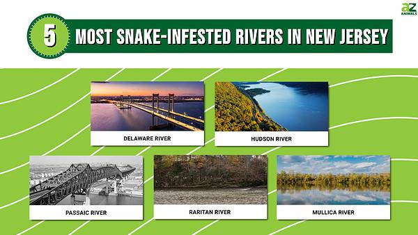 The 5 Most Snake-Infested Rivers in New Jersey - A-Z Animals