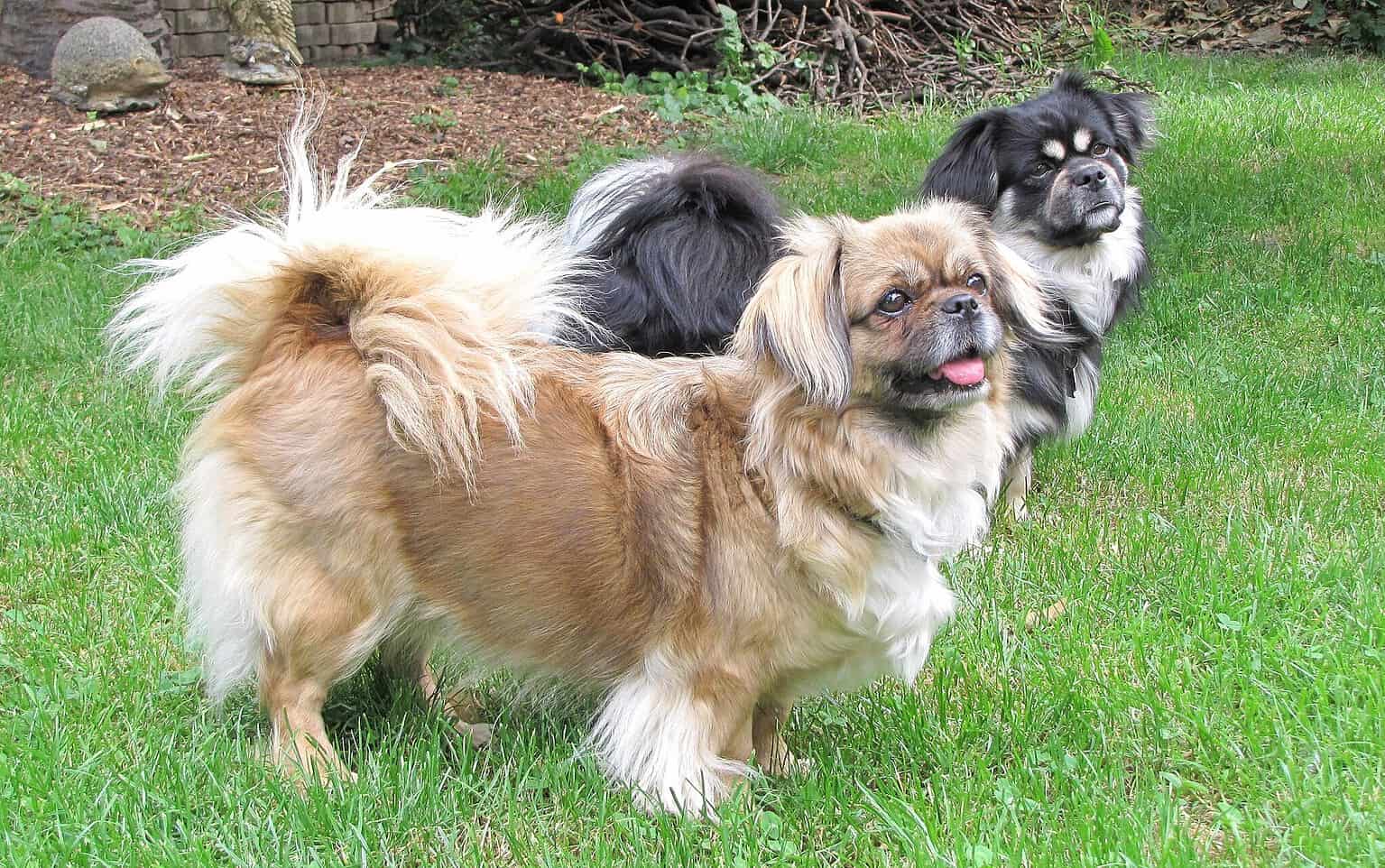 Tibetan Spaniels: Common Facts and Health Problems - A-Z Animals