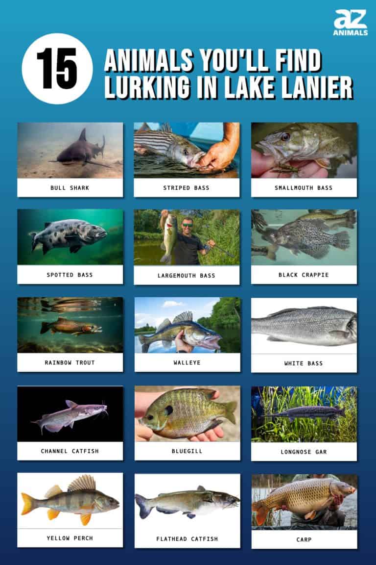 15 Animals You'll Find Lurking in Lake Lanier - A-Z Animals
