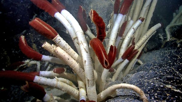 What Is an Extremophile? 17 Amazing Living Organisms Defying the Odds ...
