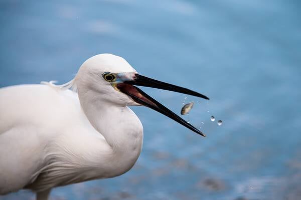 Heron vs. Egret: How to Tell These Elegant Birds Apart - A-Z Animals