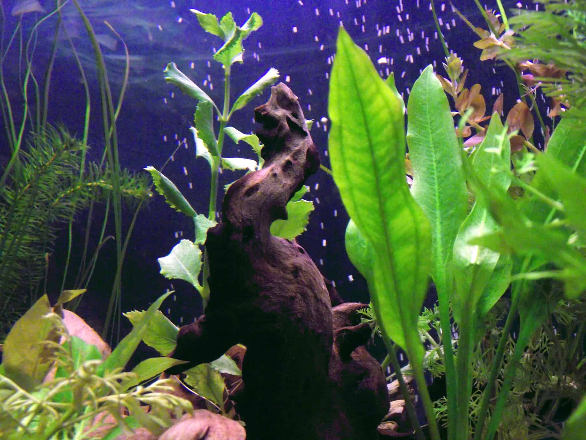 25 Homemade Turtle Tank Ideas You Will Love - A-Z Animals