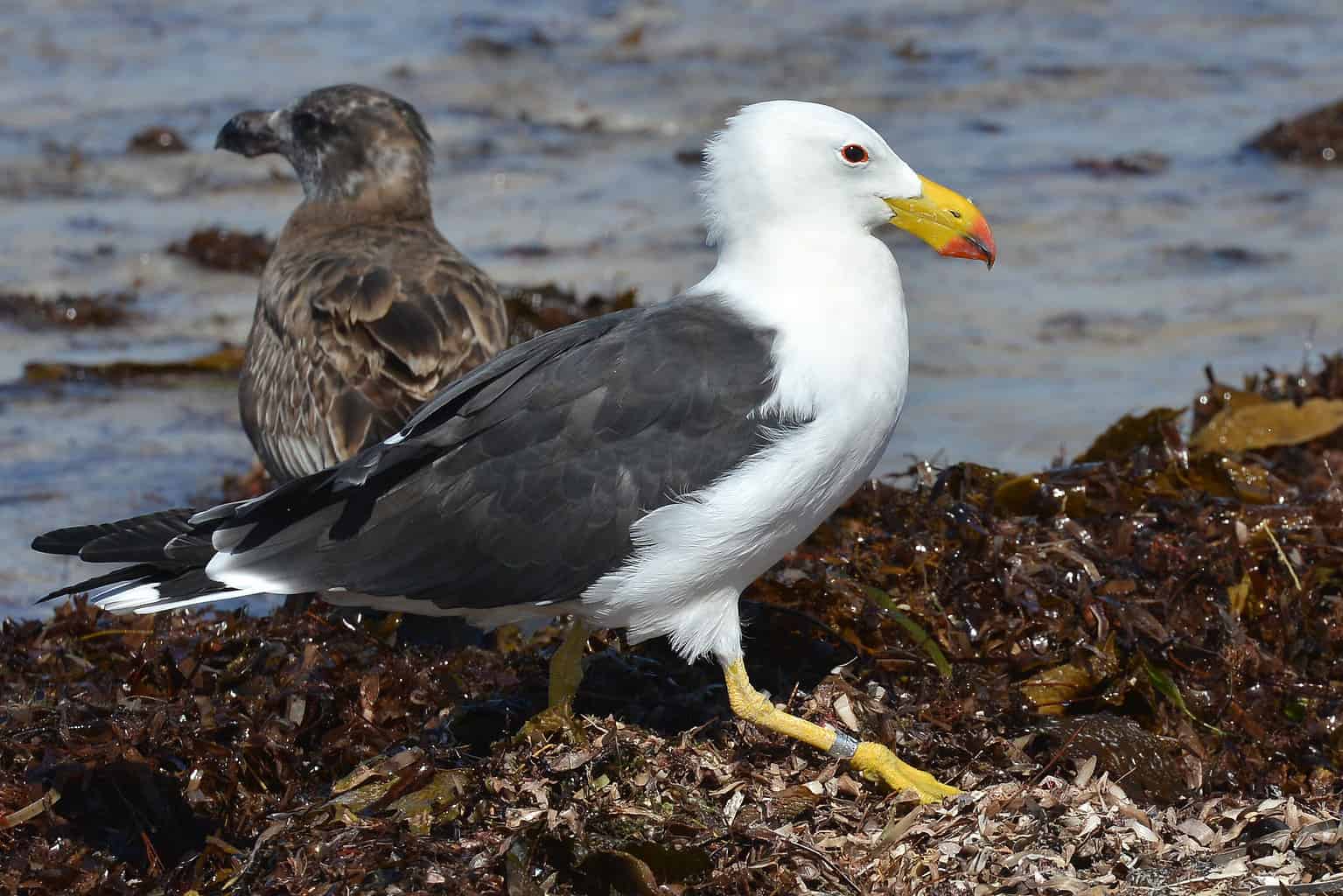 30 Birds with White Heads and How to Identify Each Kind - A-Z Animals