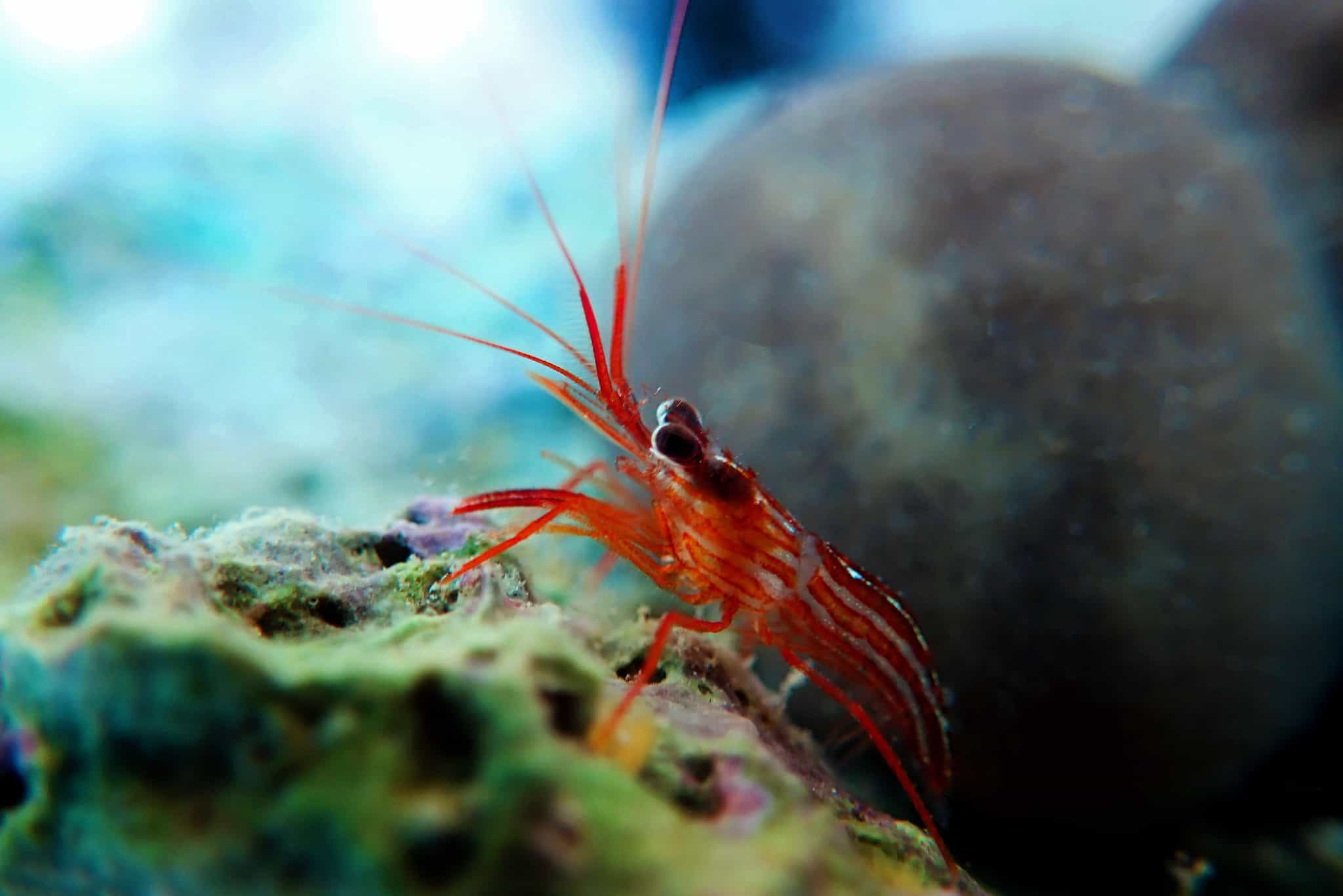 The 12 Best and Most Effective Algae-Eating Fish for Reef Tanks - A-Z ...