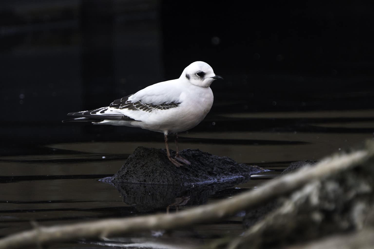 30 Birds with White Heads and How to Identify Each Kind - A-Z Animals