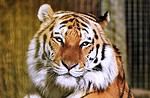 200+ Tiger Names and Meanings - A-Z Animals