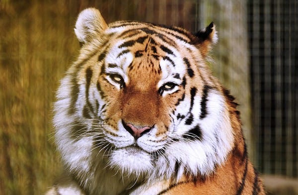 200+ Tiger Names and Meanings - A-Z Animals