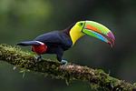30 Colorful Creatures That Look Like Rainbows - A-Z Animals