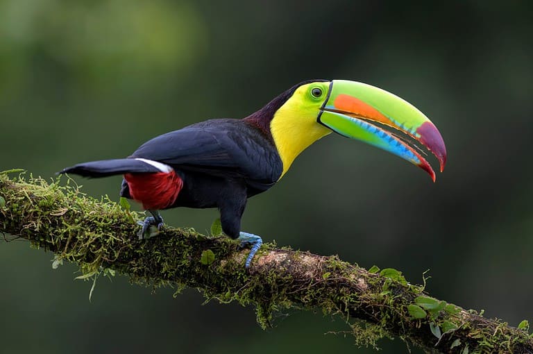 30 Colorful Creatures That Look Like Rainbows - A-Z Animals