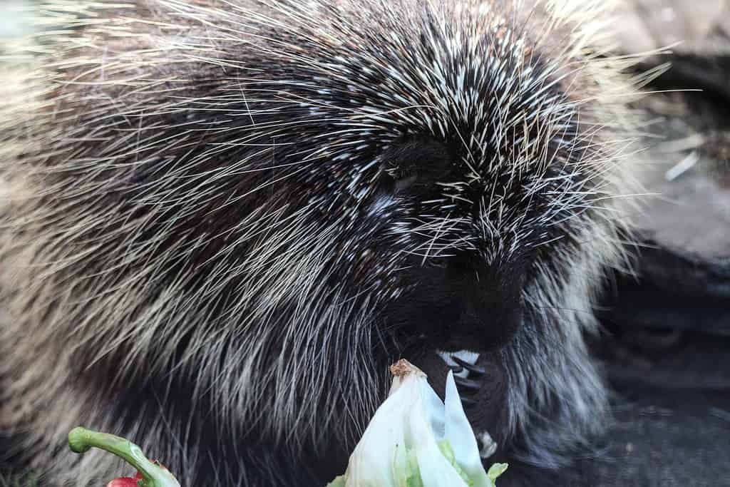 Baby Porcupine: 6 Pictures and 6 Amazing Facts - A-Z Animals