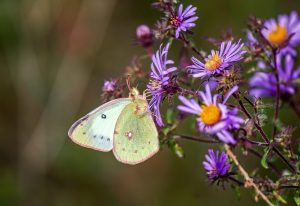The Complete List of Every Official US State Insect Symbol (With ...