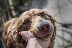 The 106 Best Old Man Dog Names - A-Z Animals