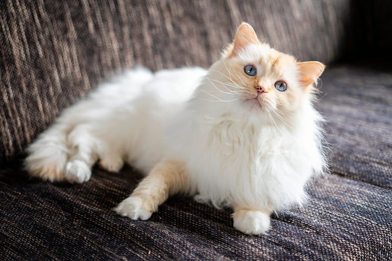 19 of the Most Calming Pets You Can Own - A-Z Animals Slideshows