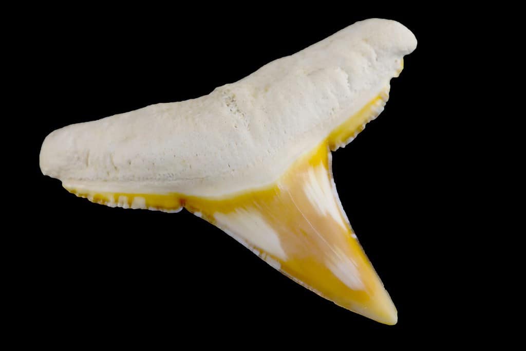How to Identify 7 Different Types of Shark Teeth - A-Z Animals