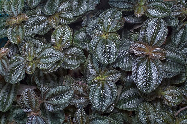 34 Types of Peperomia and Which Is Best for Your Garden - A-Z Animals