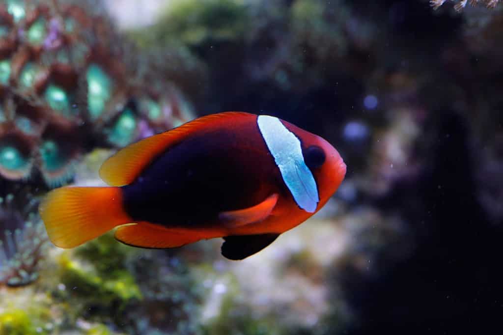 The 17 Most Colorful Saltwater Fish - A-Z Animals