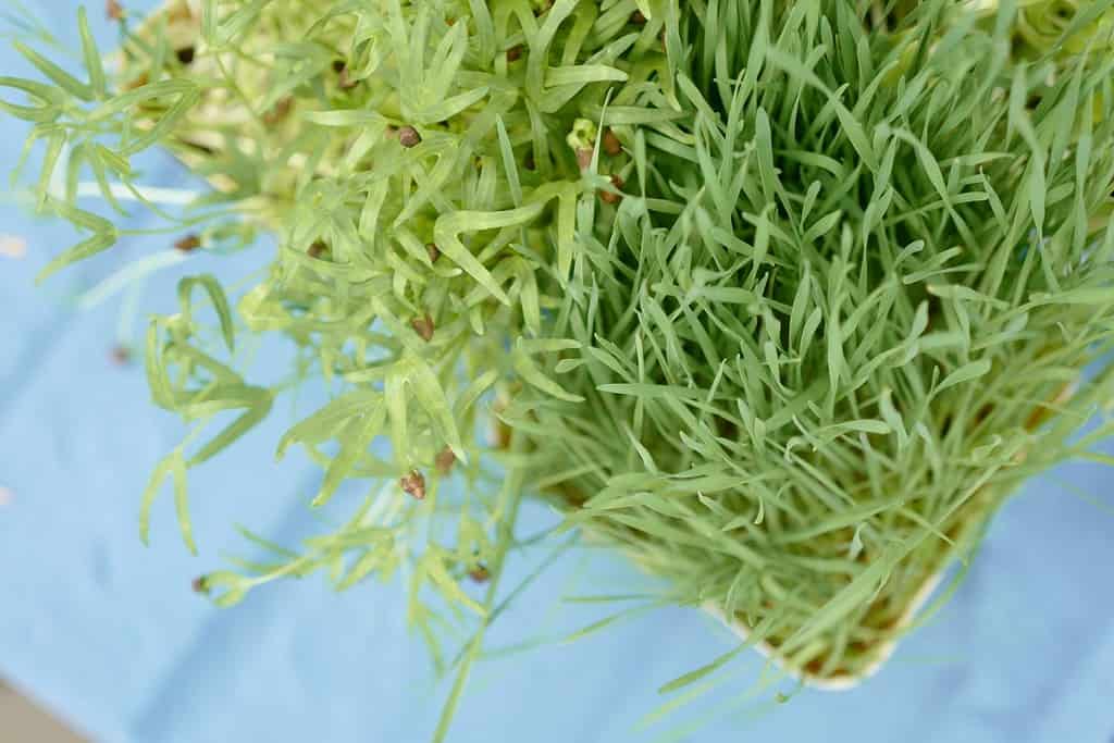 Explore the 58 Vegetables That Start With W - A-Z Animals