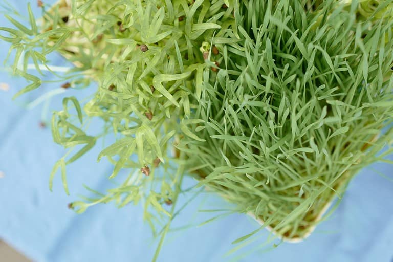 Explore the 58 Vegetables That Start With W - A-Z Animals