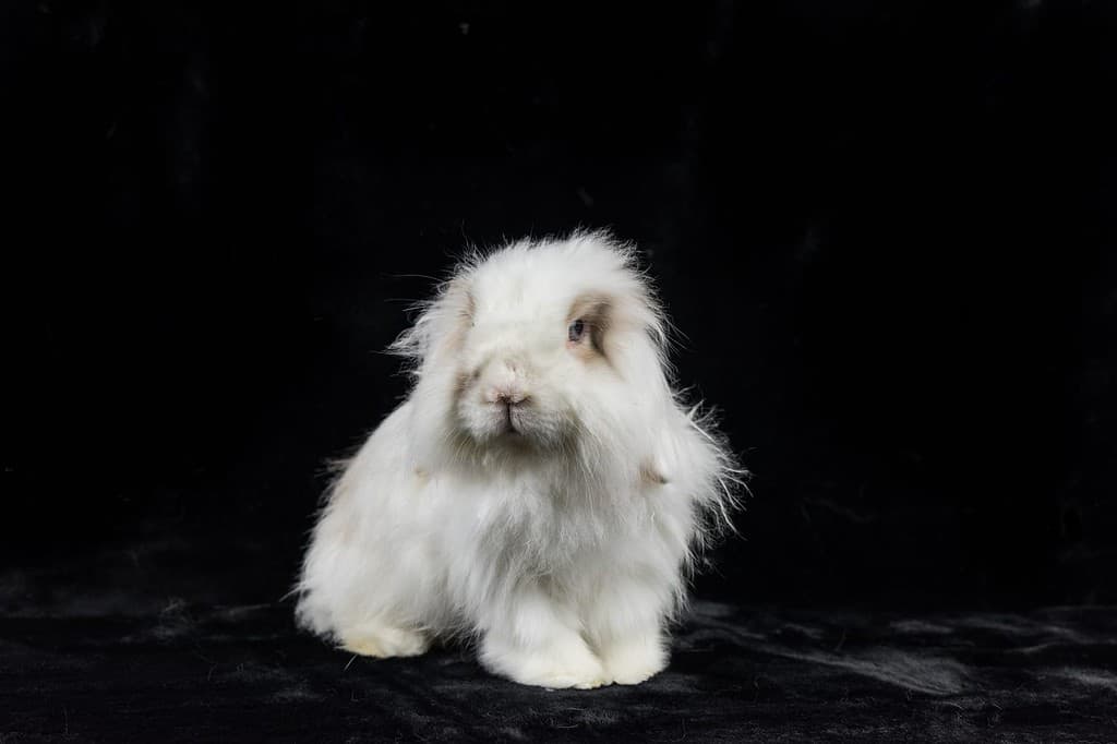 11 of Smallest Rabbits in the World - A-Z Animals