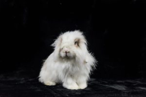 The World's Smallest Rabbits Are Also the Most Adorable - A-Z Animals ...