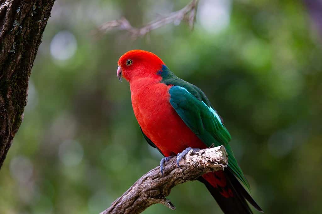 The 38 Most Common Parrots Found in Australia: ID Guide and Where to ...