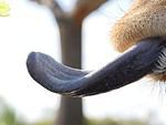 What Color are Giraffe Tongues and How Do They Turn Shades? - A-Z Animals