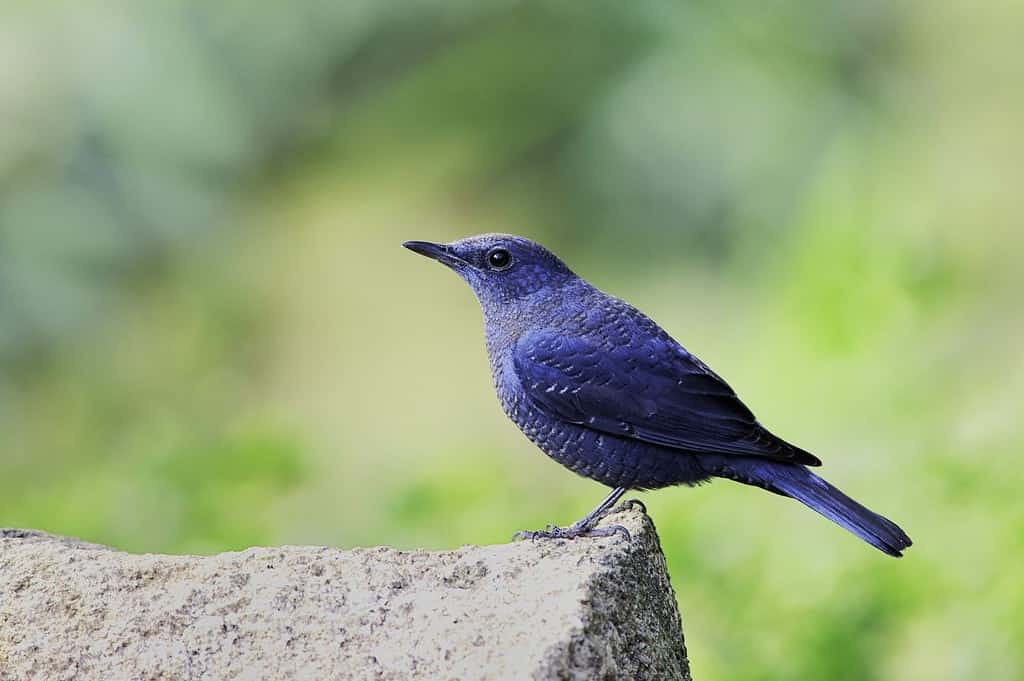 The Big List of 61 Blue Birds - A-Z Animals
