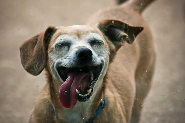 Chiweenie Lifespan: How Long They Typically Live + 6 Common Health ...