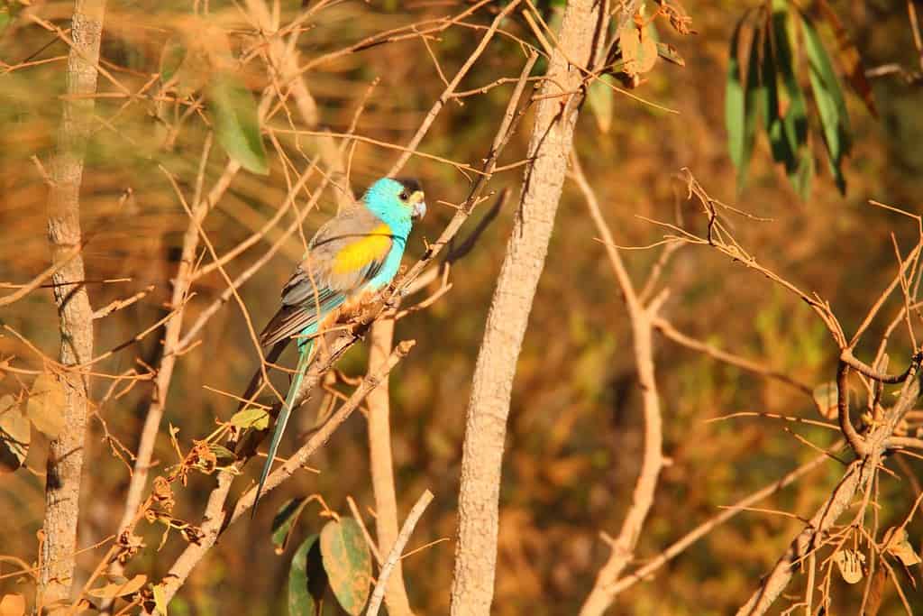 The 38 Most Common Parrots Found in Australia: ID Guide and Where to ...