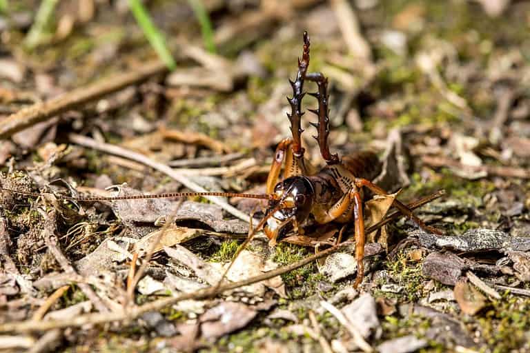 What Is a Weta? Everything To Know About This Mind-Blowing Insect - A-Z ...