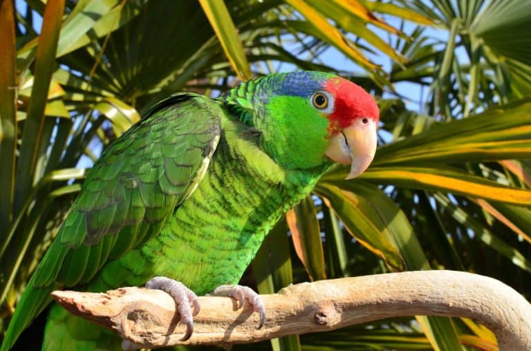 The 5 Most Common Parrots in Florida: ID Guide and Where to Spot Them ...