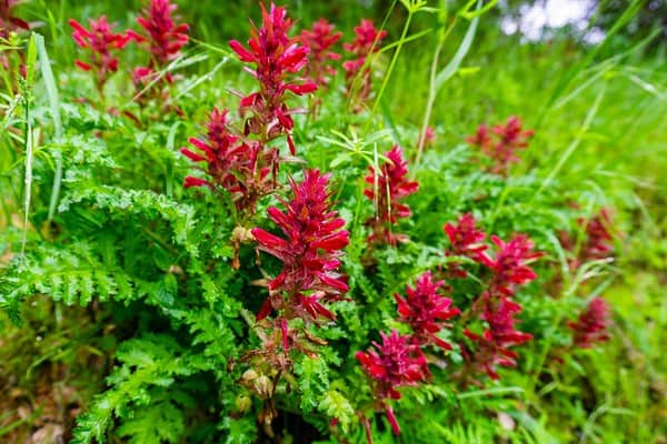 23 Beautiful Types of Red Wildflowers - A-Z Animals