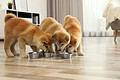 Akita Progression: Growth Chart, Milestones, and Training Tips - A-Z ...