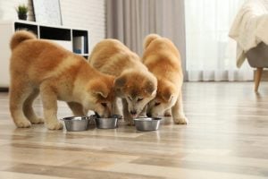 Akita Progression: Growth Chart, Milestones, and Training Tips - A-Z ...