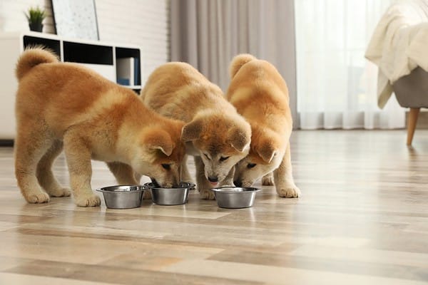 Akita Progression: Growth Chart, Milestones, and Training Tips - A-Z ...