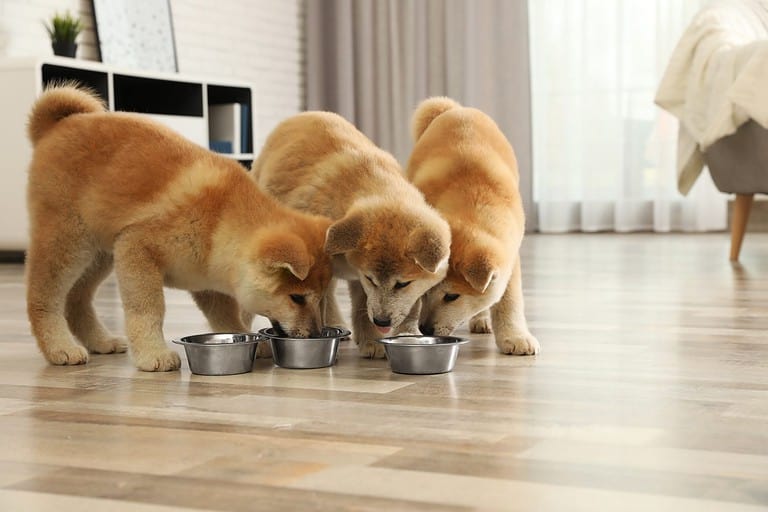 Akita Progression: Growth Chart, Milestones, and Training Tips - A-Z ...